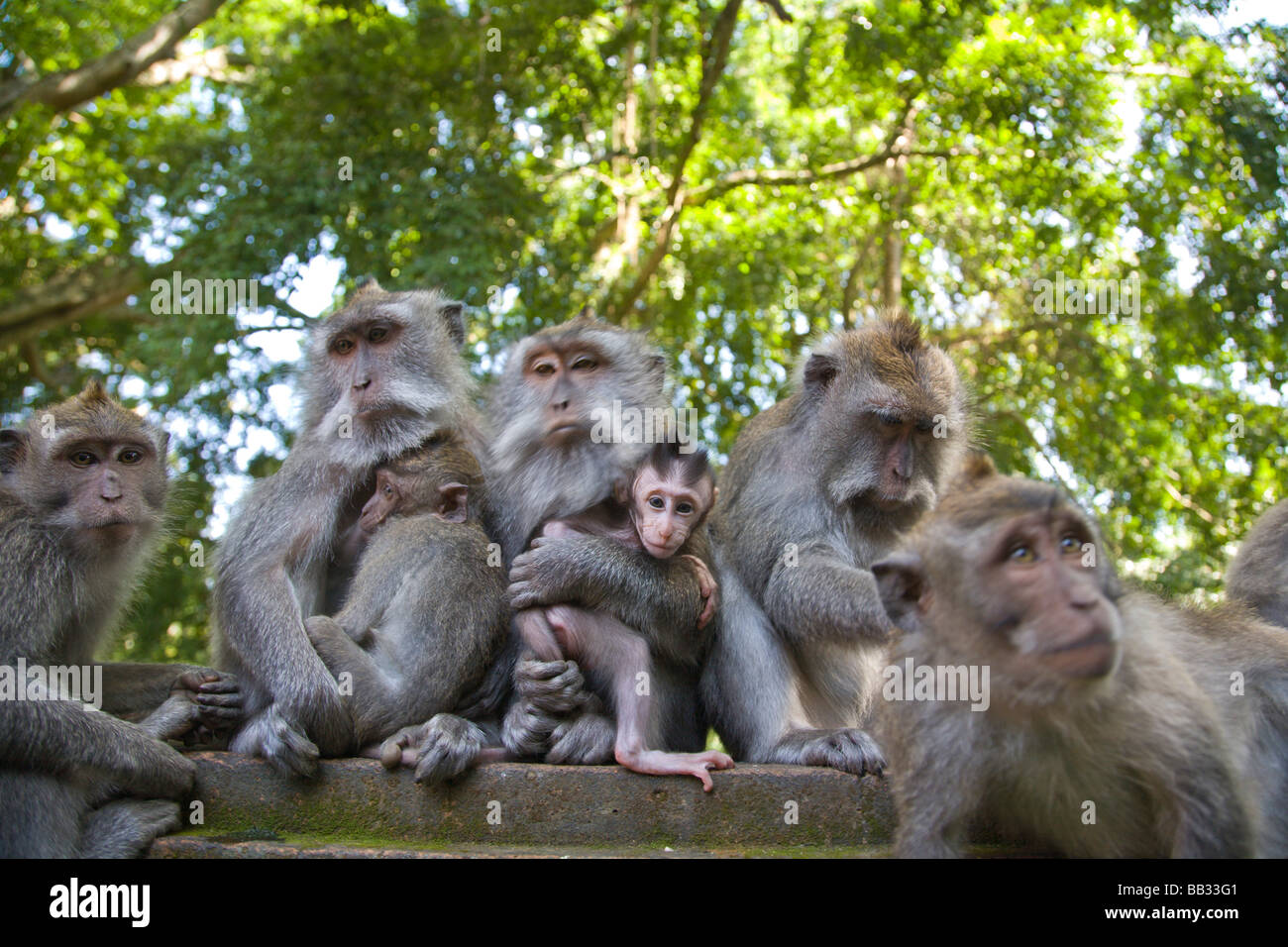INDONESIA, Bali Province, Ubud. Longtail Macaques (Macaca fascicularis ...