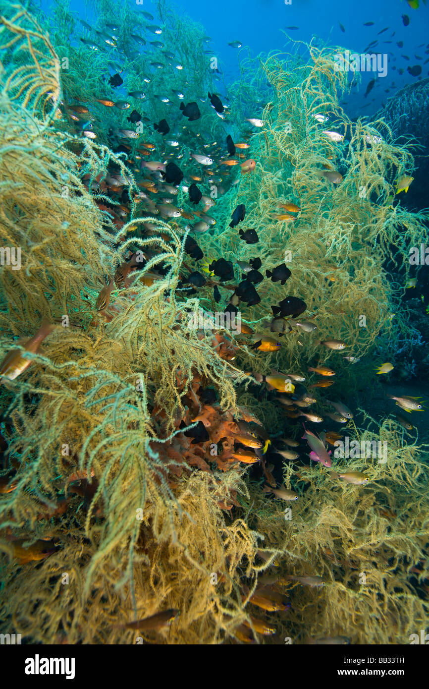 INDONESIA, Bali Province, Tulamben. Tropical fish in pristine Black ...