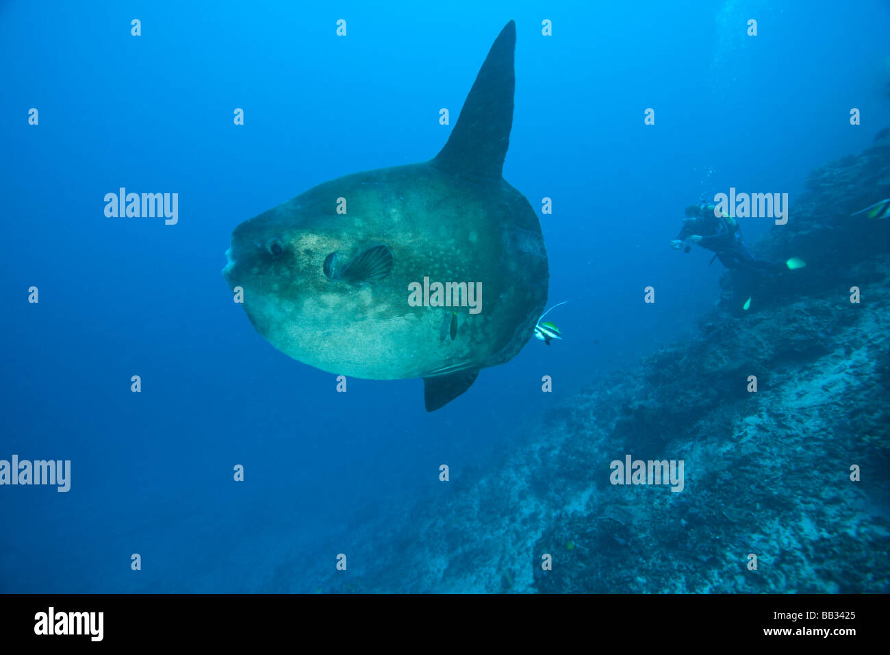 INDONESIA, Bali Province, Nusa Penida. Adult Ocean Sunfish (Mola mola ...