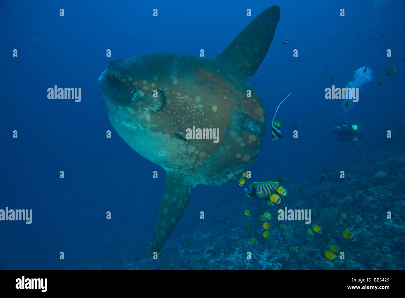 INDONESIA, Bali Province, Nusa Penida. Adult Ocean Sunfish (Mola mola ...