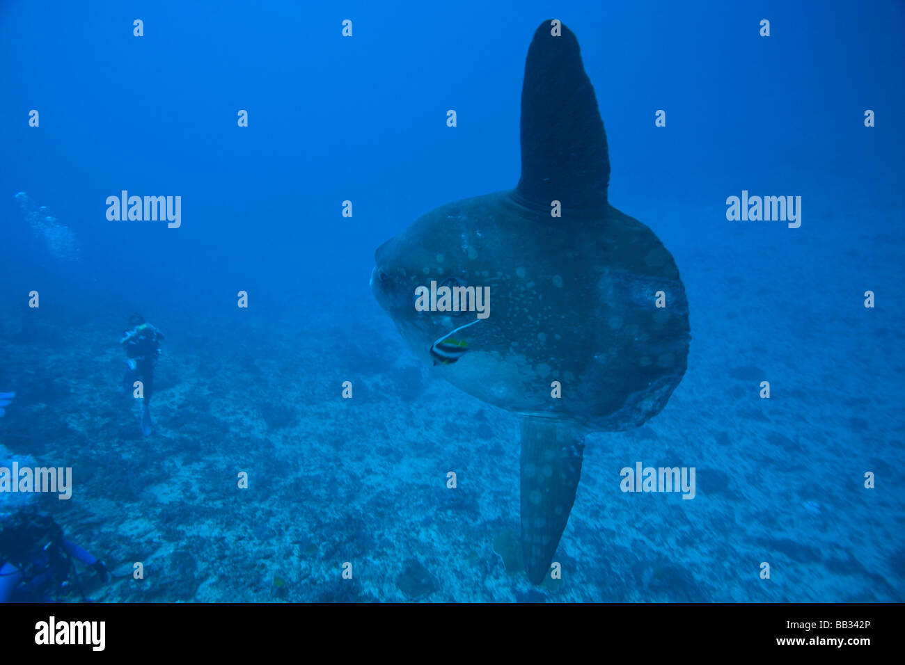 INDONESIA, Bali Province, Nusa Penida. Adult Ocean Sunfish (Mola mola ...