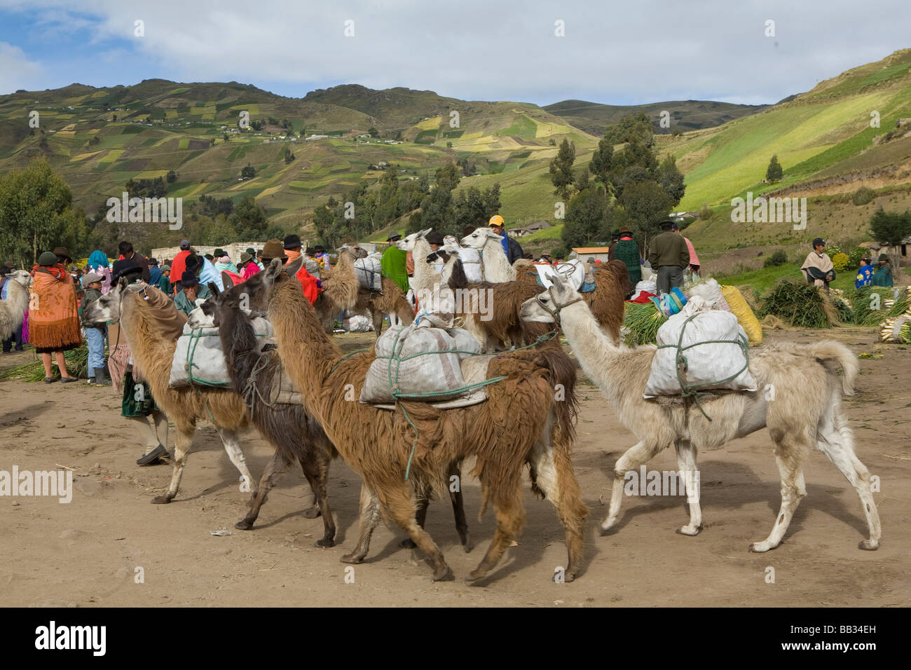 South America, Ecuador, llamas at weekly market which draws indigenous ...
