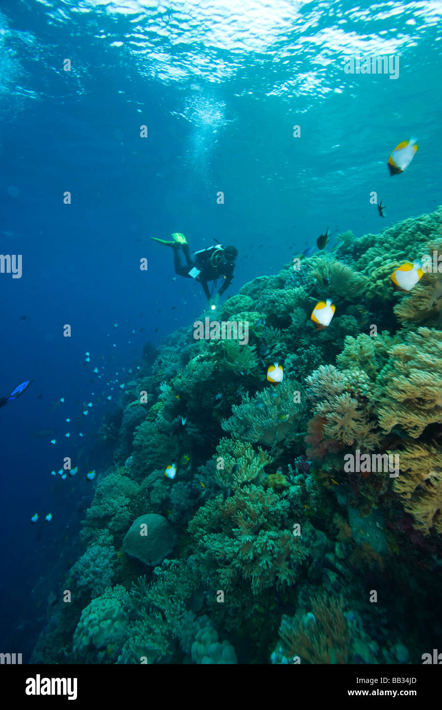 INDONESIA, South Sulawesi Province, Wakatobi Archipelago Marine ...