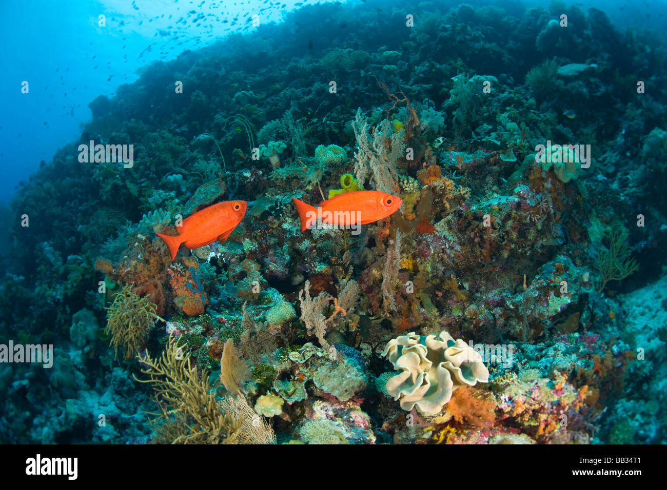INDONESIA, South Sulawesi Province, Wakatobi Archipelago Marine ...