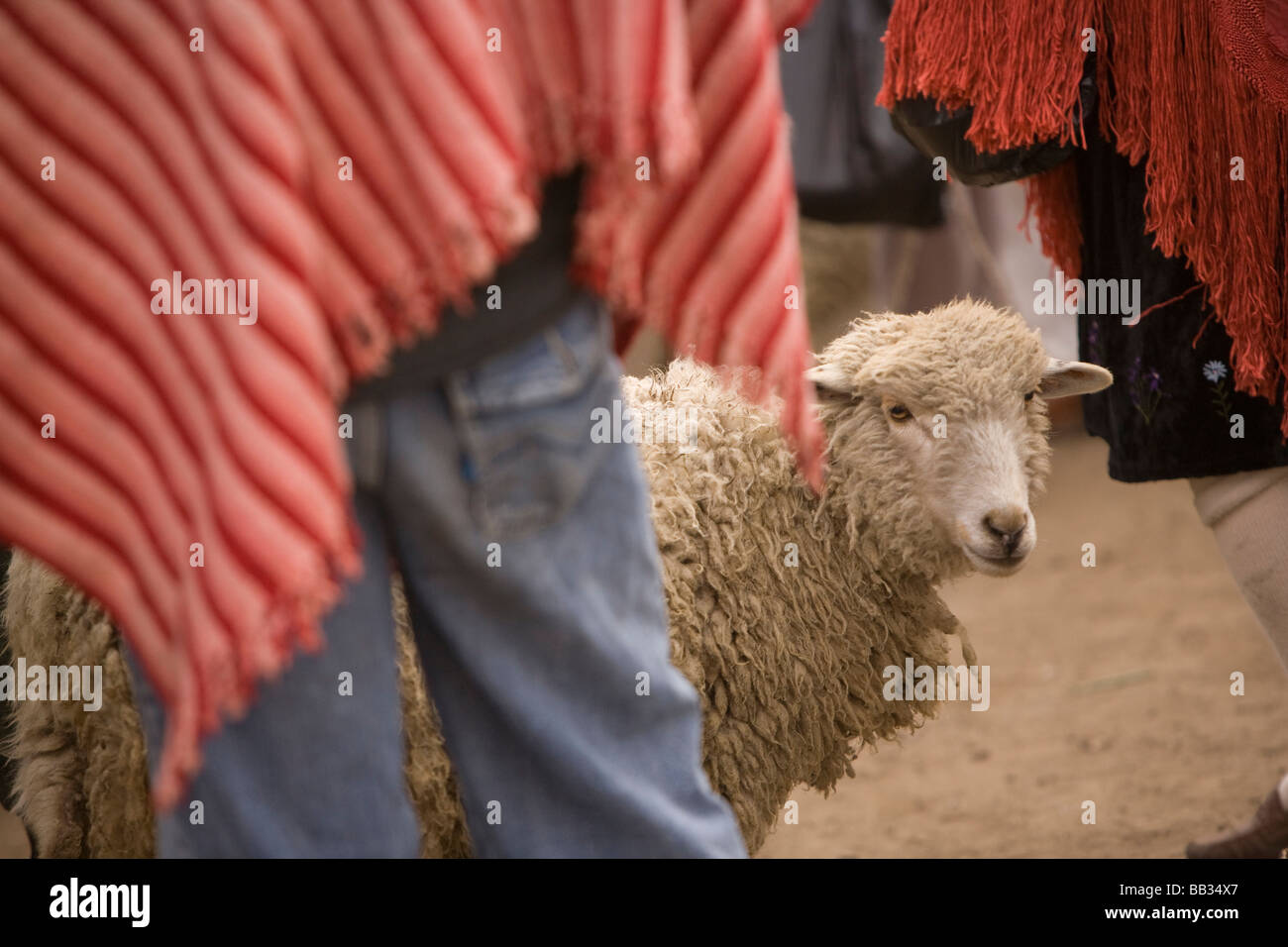 South America, Ecuador, sheep at weekly market which draws indigenous ...