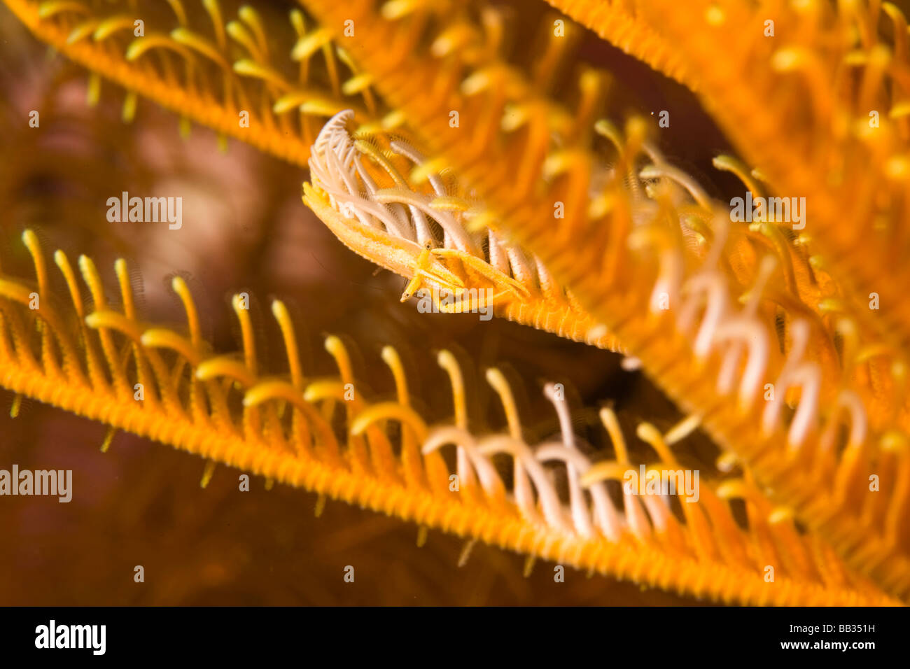 Feather Stars Preserved