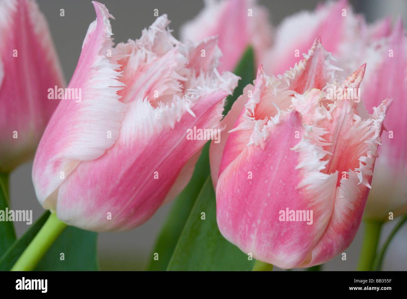 Detail of parrot tulips Stock Photo - Alamy