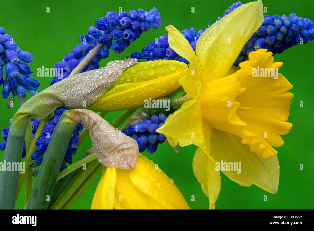 Detail of daffodil and hyacinth flowers Stock Photo - Alamy