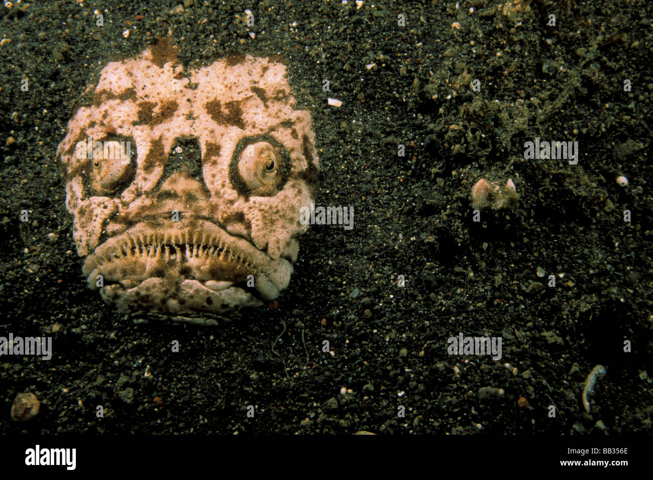 Sandy bottom skeleton hi-res stock photography and images - Alamy