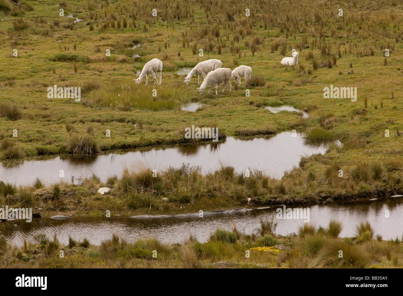 South America, Ecuador. Llamas near mountain lakes, Cajas National Park ...
