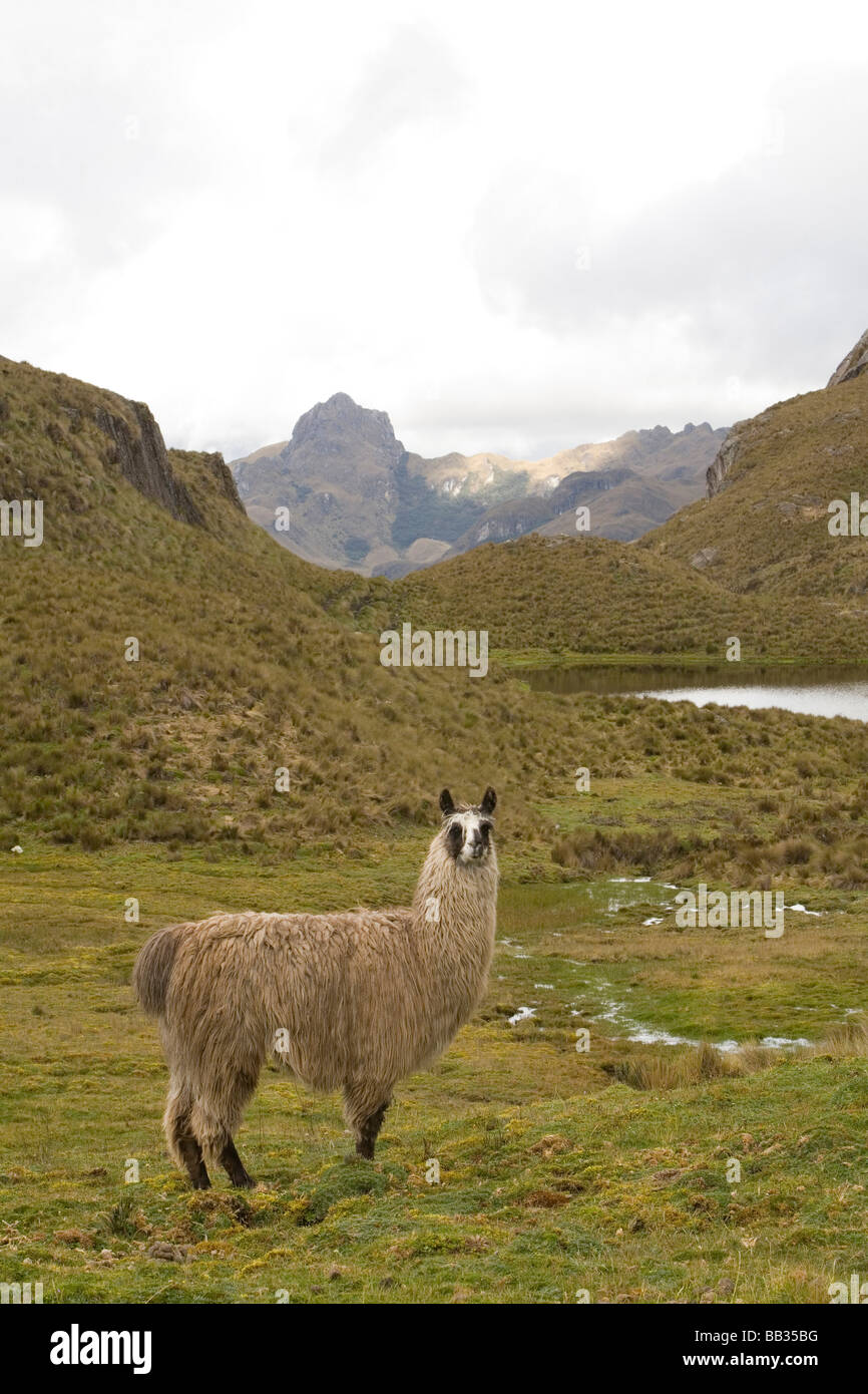 South America, Ecuador. Llama near lakes beneath mountains, Cajas ...