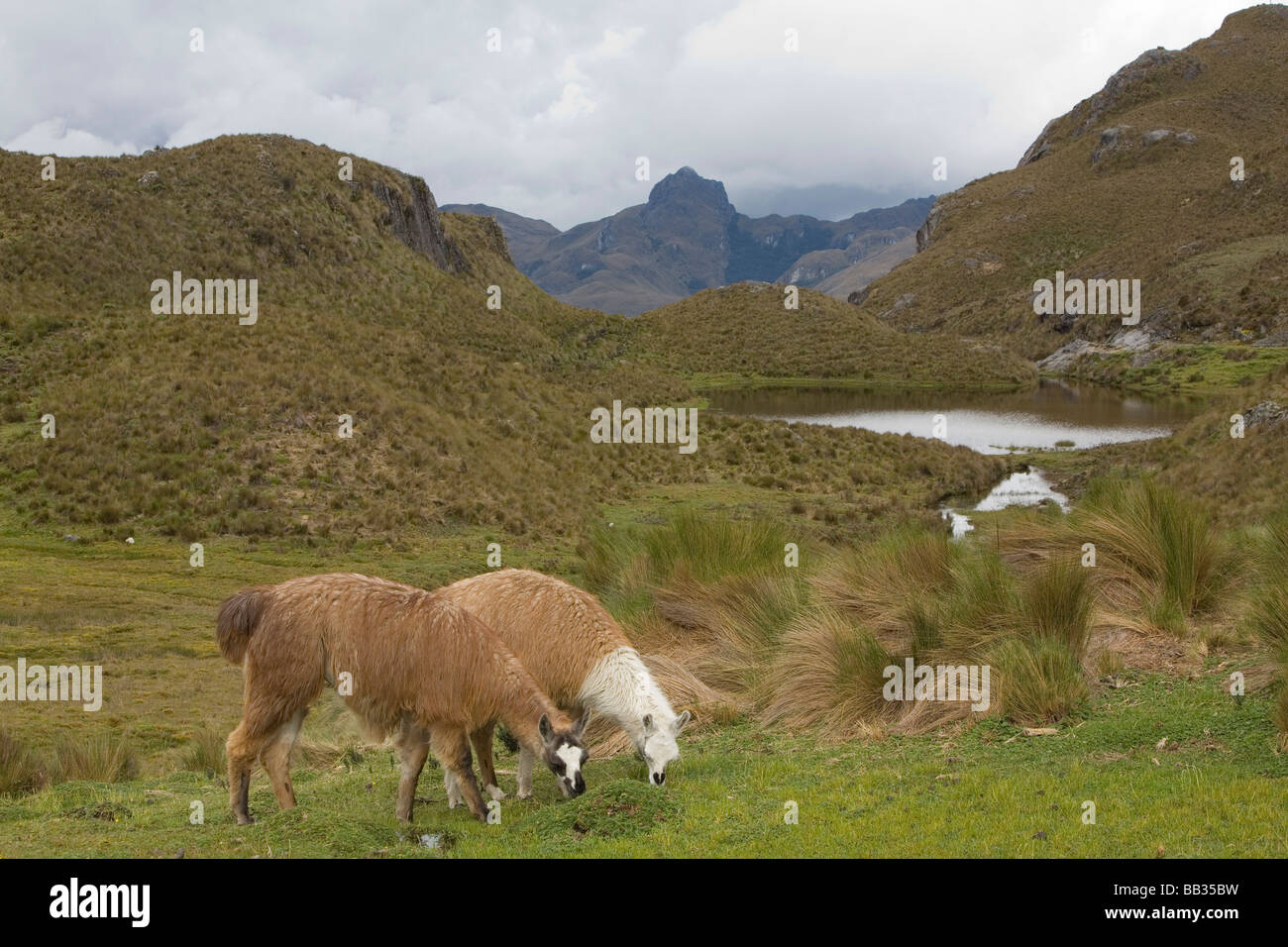 South America, Ecuador. Llamas near lakes beneath mountains, Cajas ...