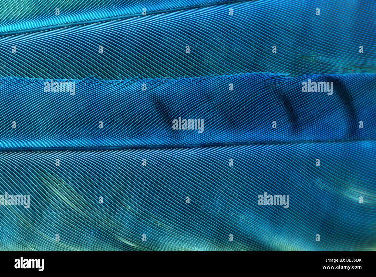 Jay feather detail hi-res stock photography and images - Alamy