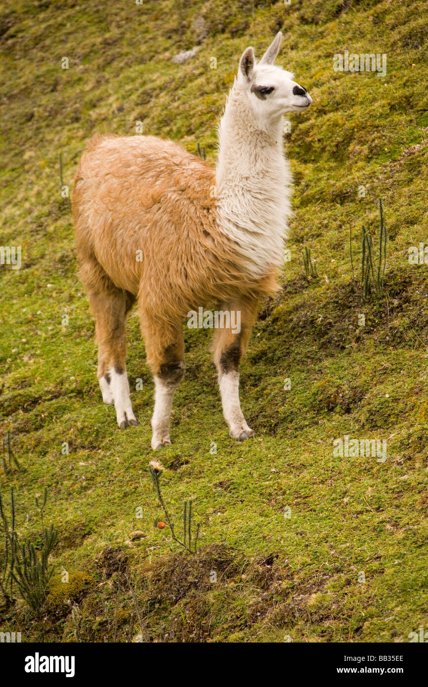 South America, Ecuador. Llama , Cajas National Park , 35km northwest of ...
