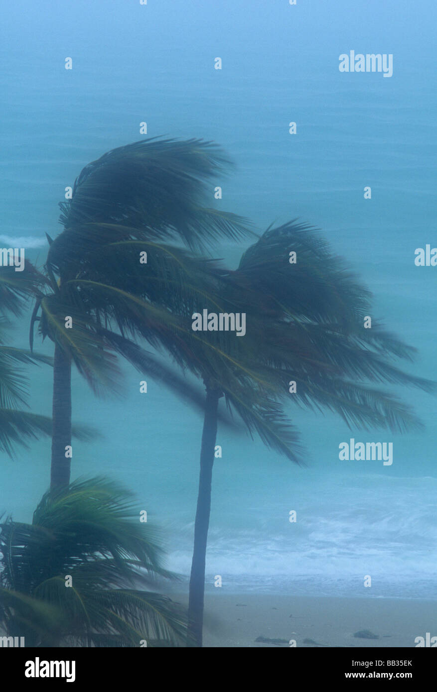 Miami Beach, Florida, hurrican winds lashing palm trees along the beach ...