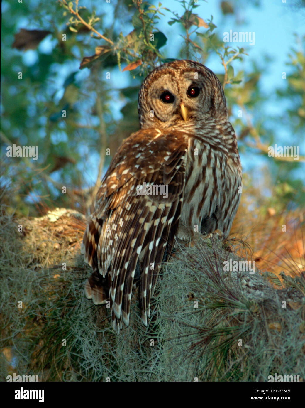 Owl with spanish moss hi-res stock photography and images - Alamy