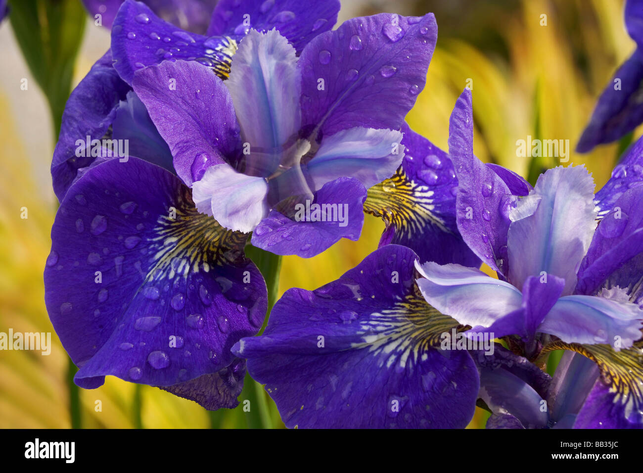 Close-up of iris flowers in garden Stock Photo - Alamy