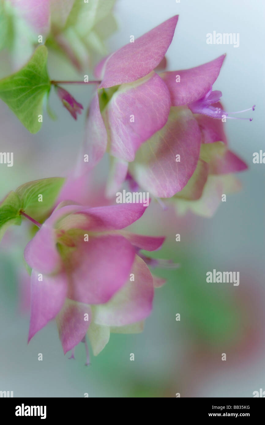 Close-up of ornamental oregano flowers Stock Photo - Alamy