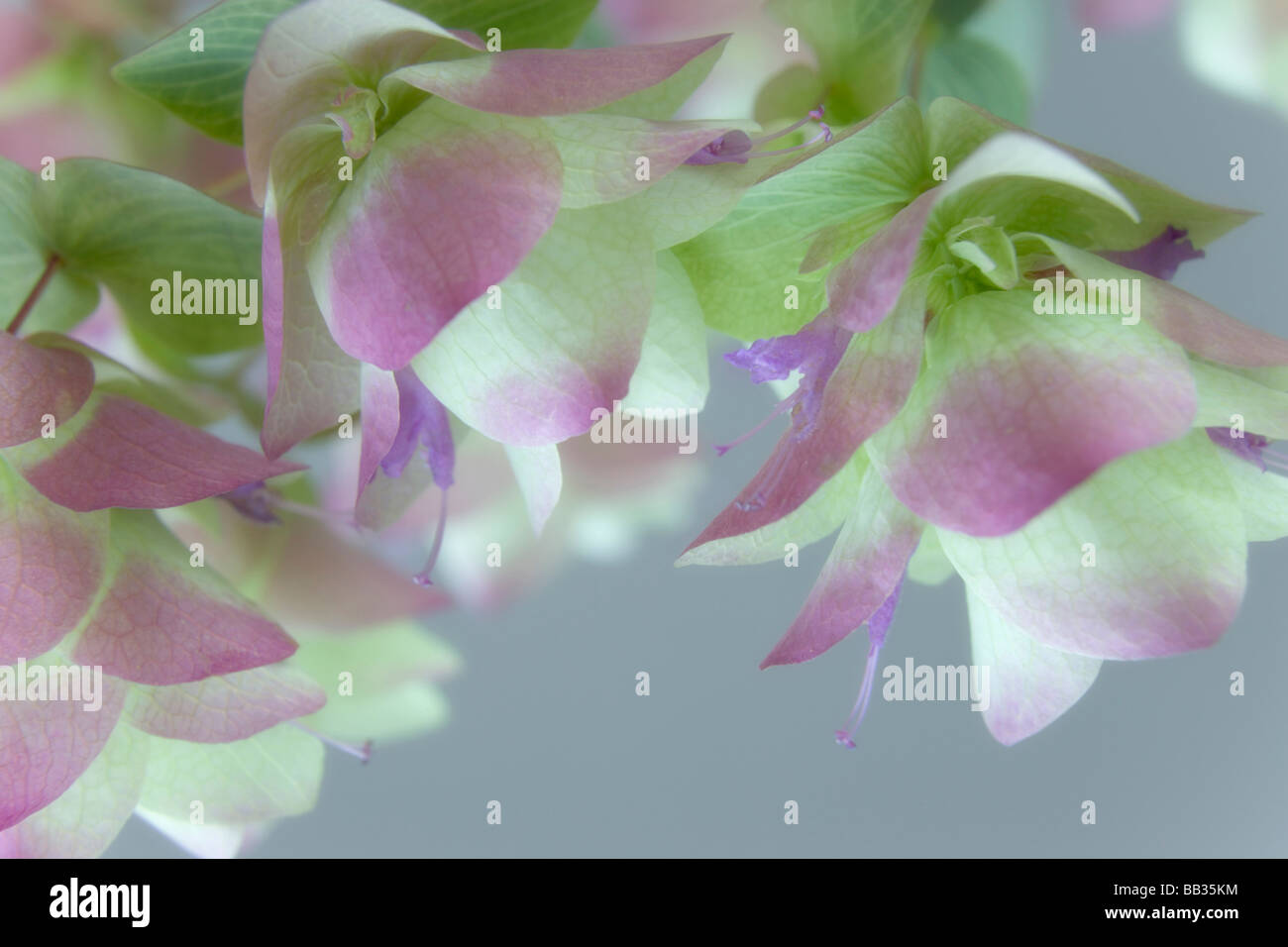 Ornamental origanum hi-res stock photography and images - Alamy