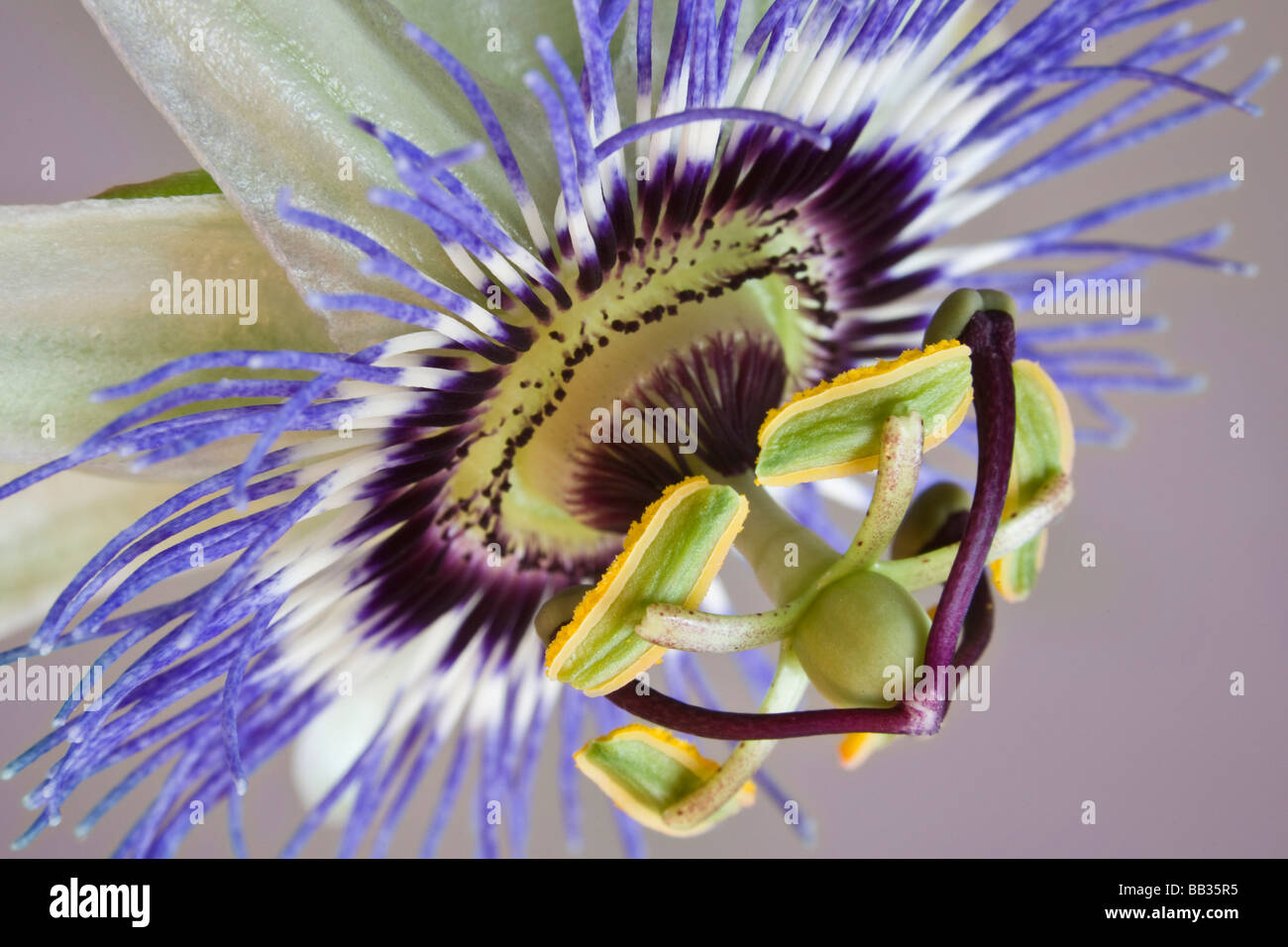 Side view of flower hi-res stock photography and images - Alamy