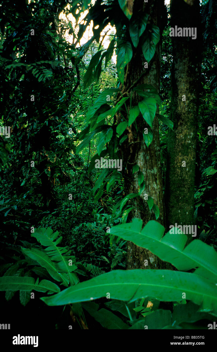 Caribbean, St. Lucia, Soufriere. Plants at the Diamond Botanical Garden ...