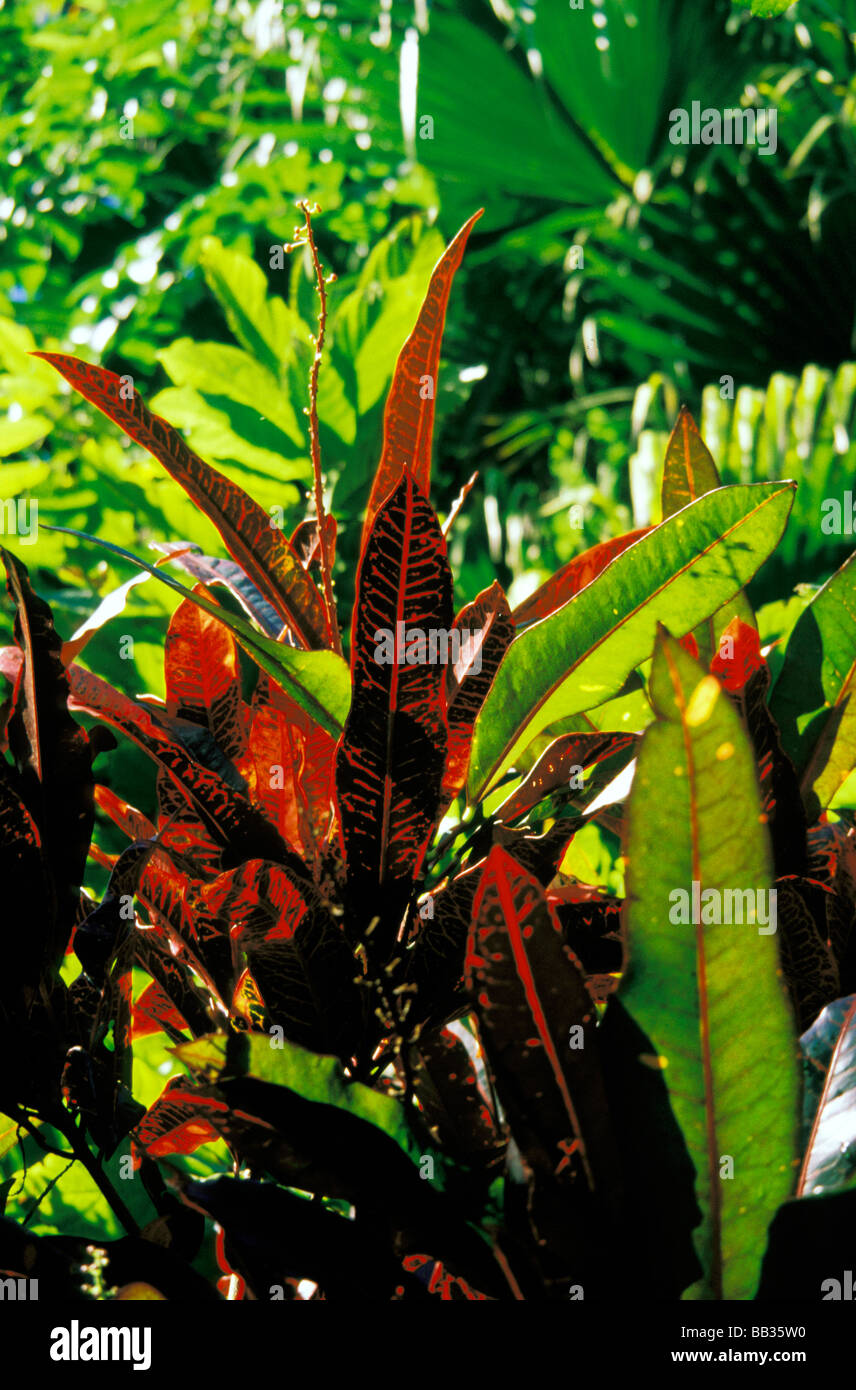 Caribbean, St. Lucia, Soufriere. Plants at the Diamond Botanical Garden ...