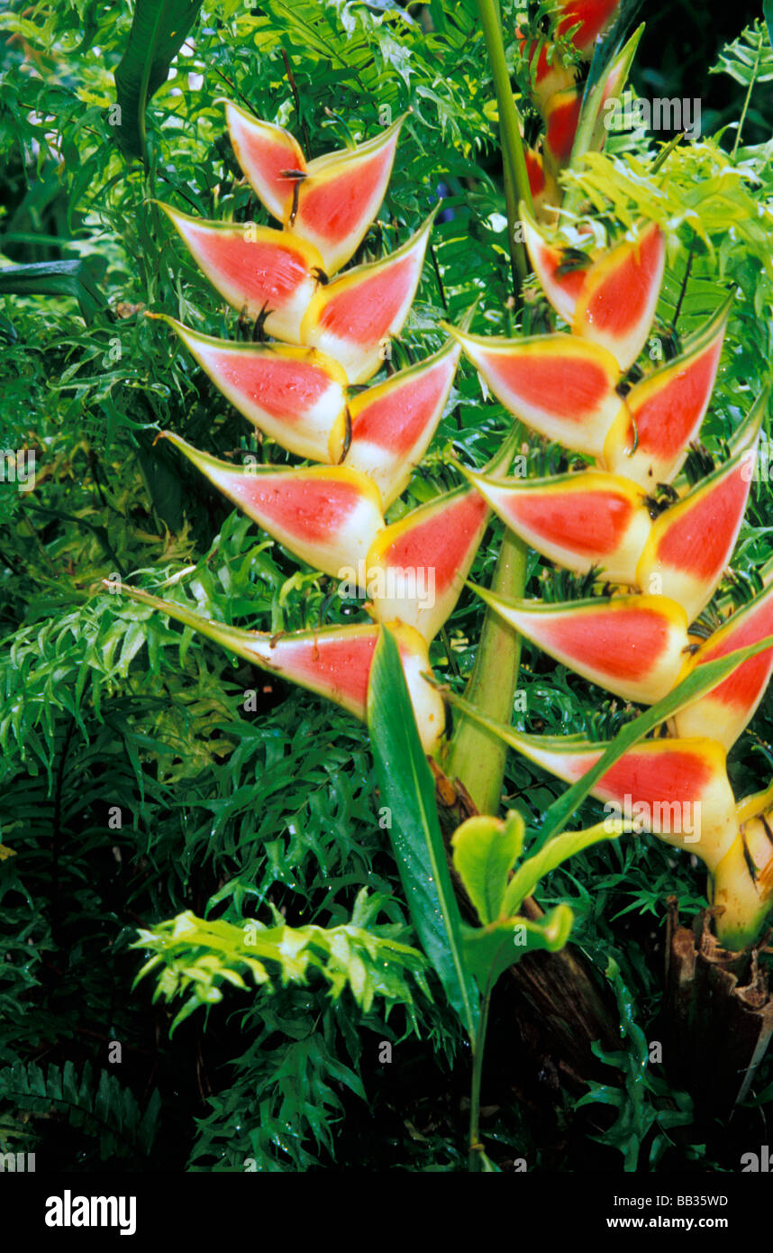 Caribbean, St. Lucia, Soufriere. Plants at the Diamond Botanical Garden ...