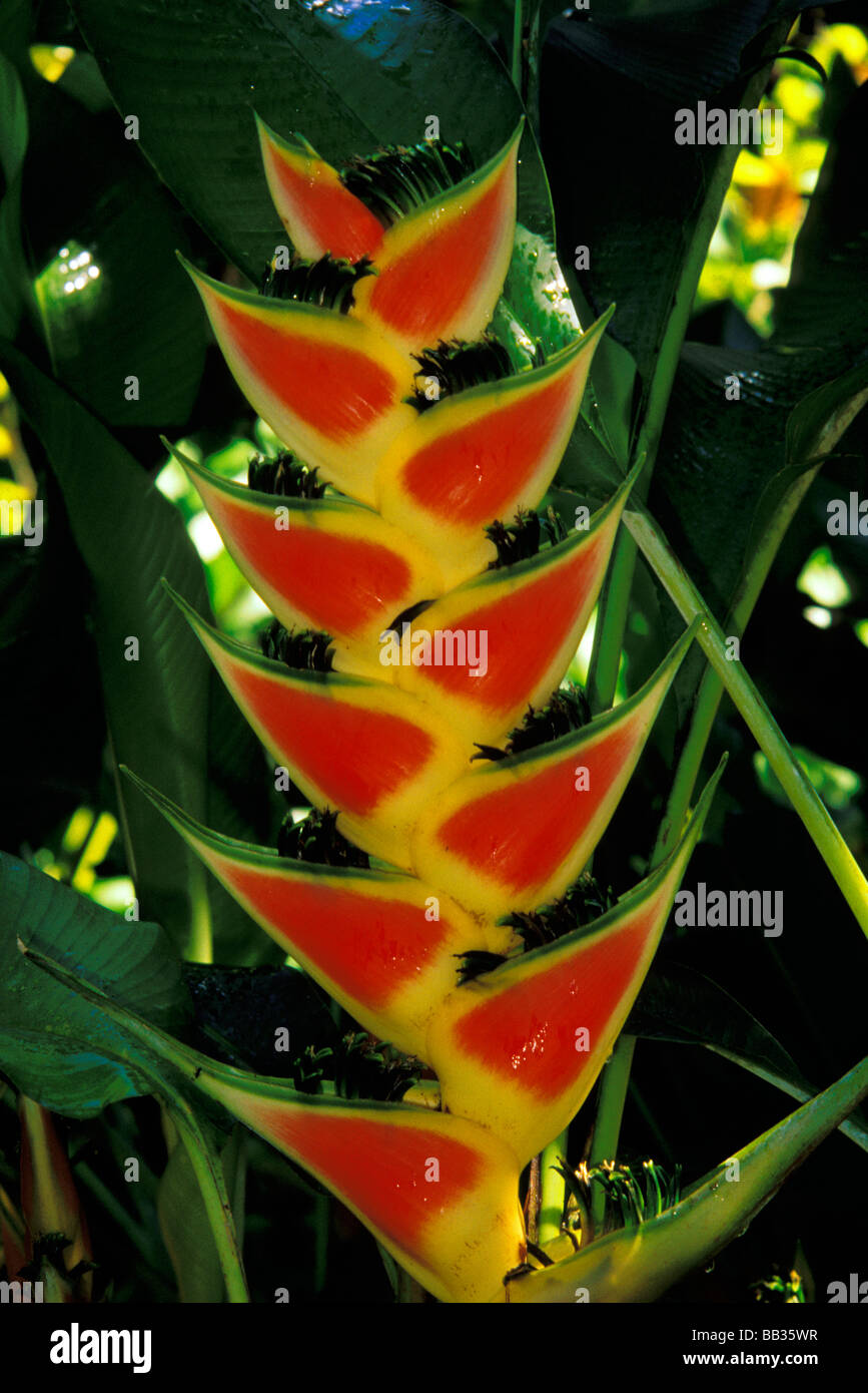 Caribbean, St. Lucia, Soufriere. Plants at the Diamond Botanical Garden ...