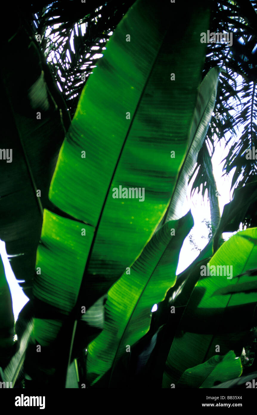 Caribbean, St. Lucia, Soufriere. Plants at the Diamond Botanical Garden ...