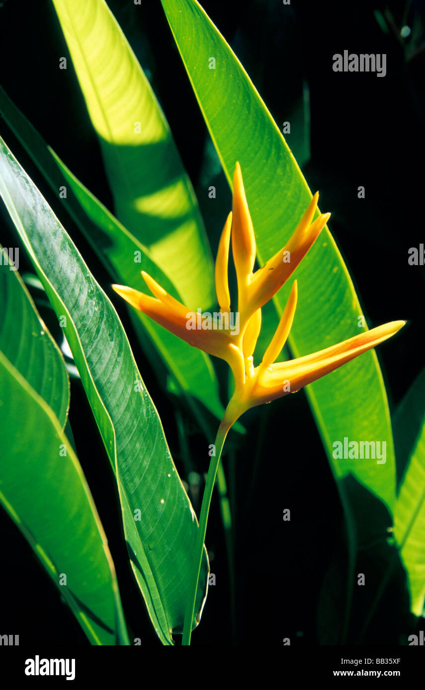 Caribbean, St. Lucia, Soufriere. Plants at the Diamond Botanical Garden ...