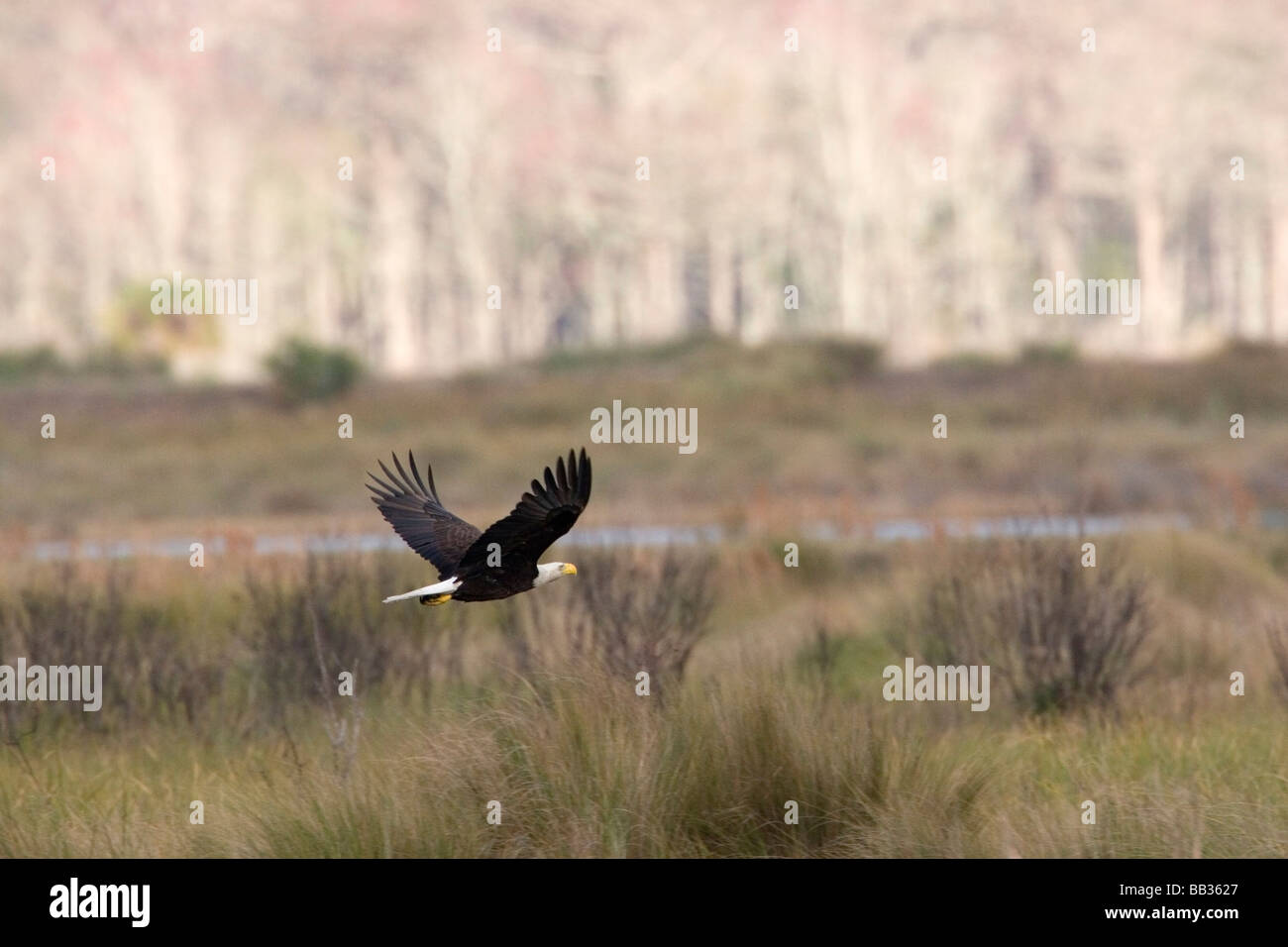 USA - Florida - Bald Eagle flying at St Marks National Wildlife Refuge ...
