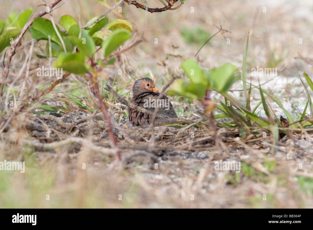 USA - Florida - Common Ground-Dove at Fort De Soto County Park Stock ...