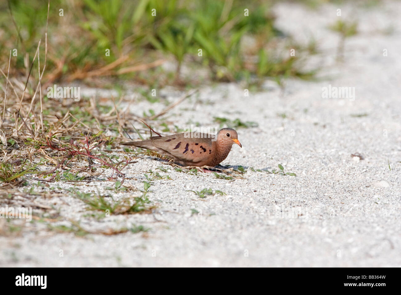 USA - Florida - Common Ground-Dove at Fort De Soto County Park Stock ...