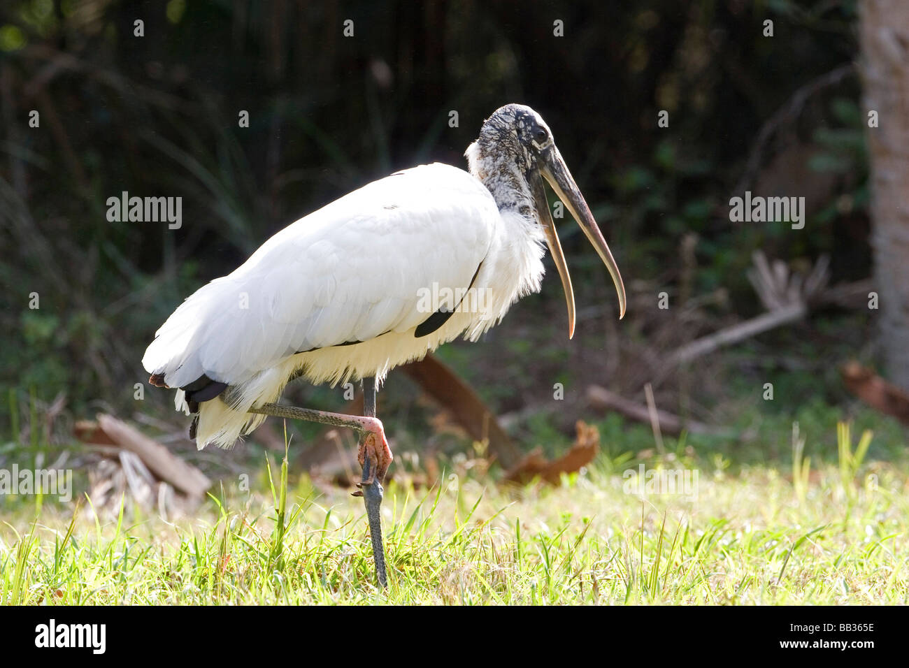 USA - Florida - Wood Stork at Fort De Soto County Park Stock Photo - Alamy
