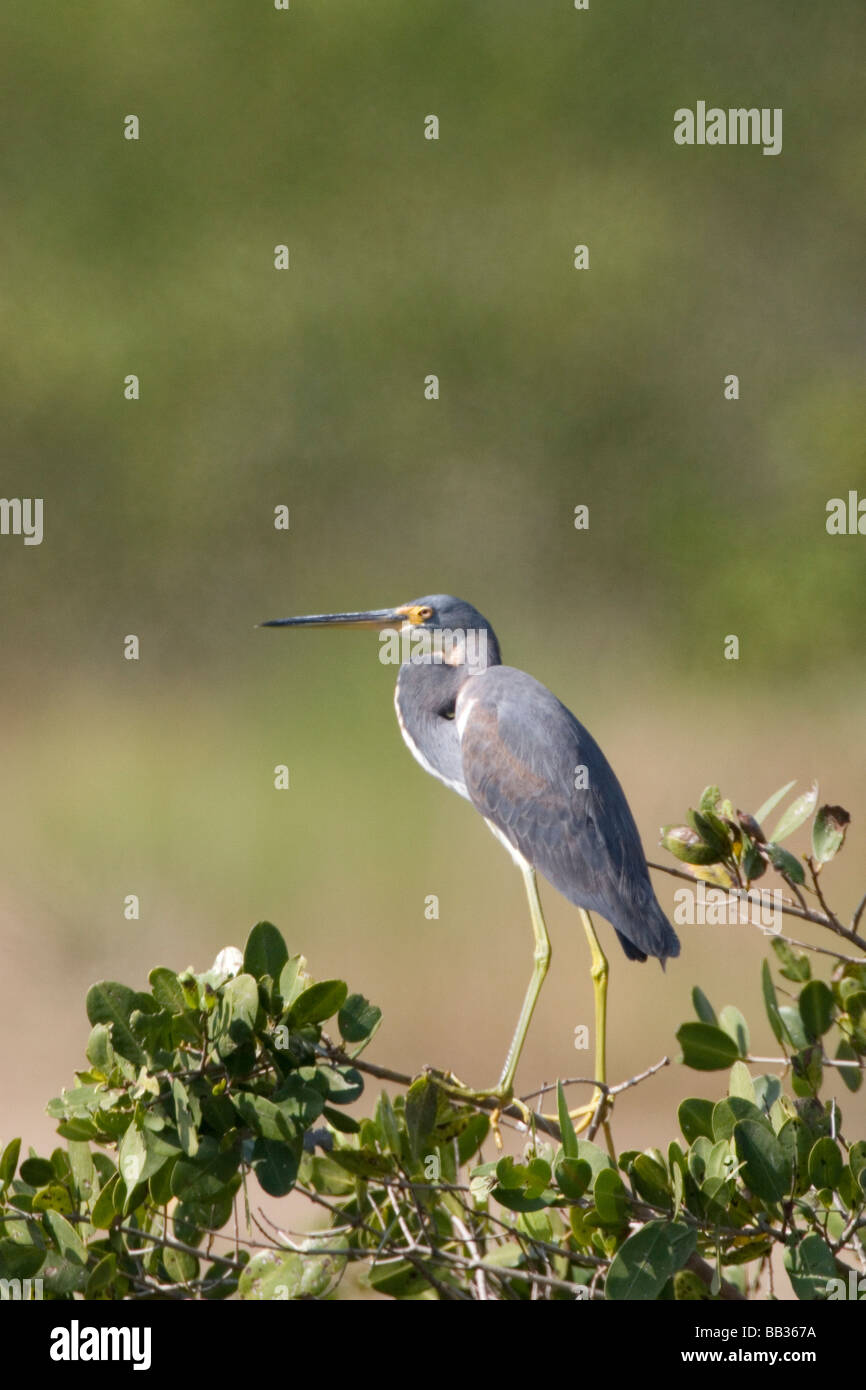 USA - Florida - Tricolored Heron at Merritt Island National Wildlife ...