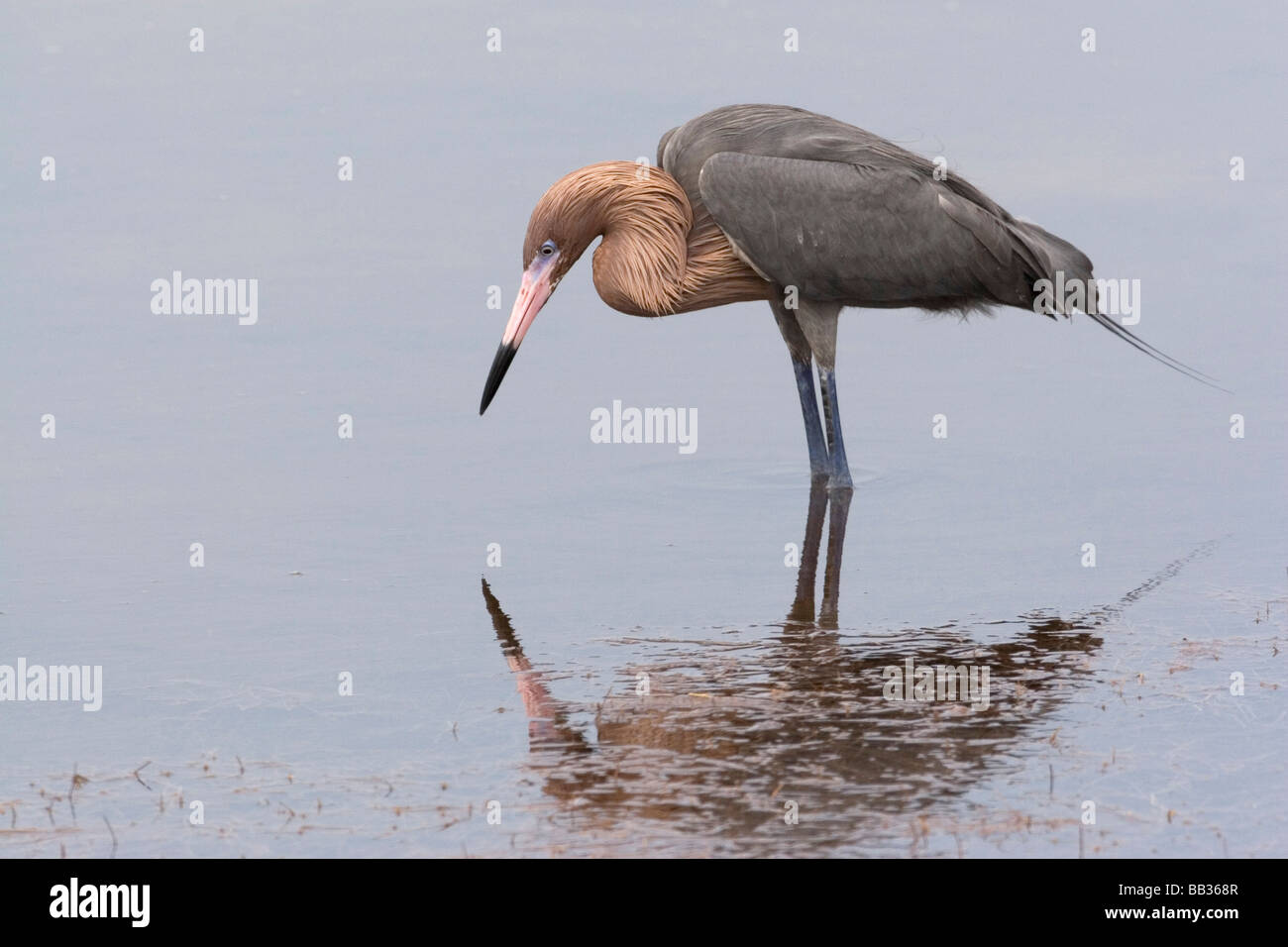 USA - Florida - Reddish Egret at Merritt Island National Wildlife ...