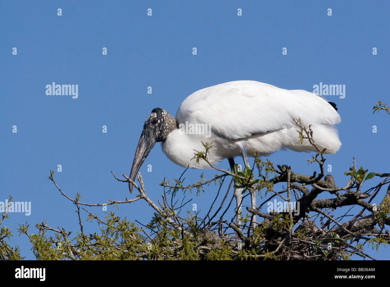 USA - Florida - Wood Stork at Alligator Farm rookery in St Augustine ...