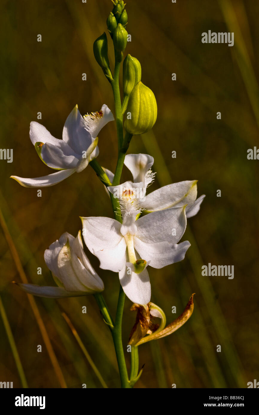 A very rare white form of the Common Grass-Pink, Calogpogon tuberosus ...