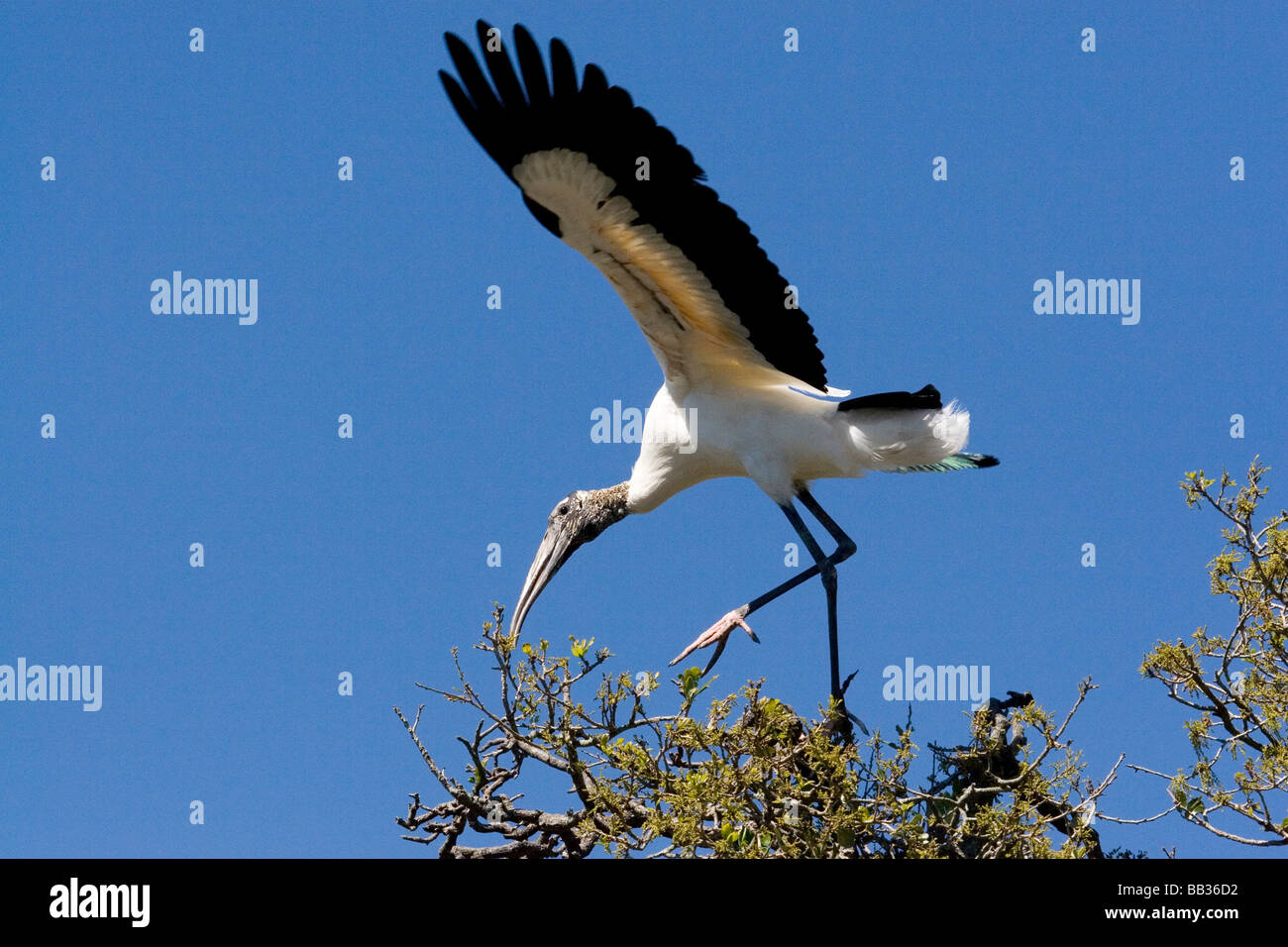 USA - Florida - Wood Stork at Alligator Farm rookery in St Augustine ...