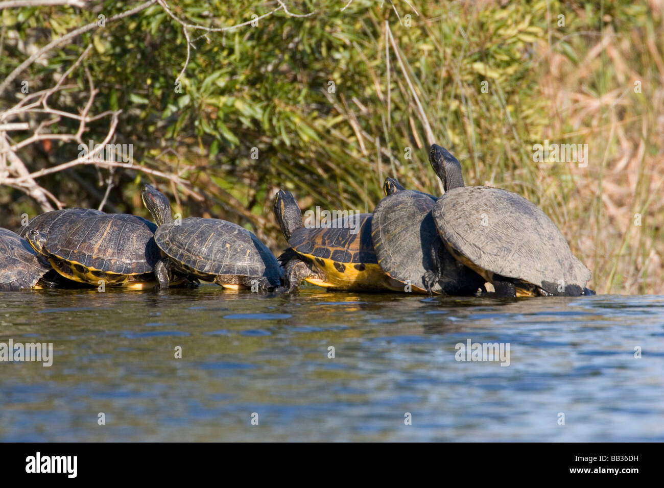 USA - Florida - Turtles lined up at edge of pond Stock Photo - Alamy