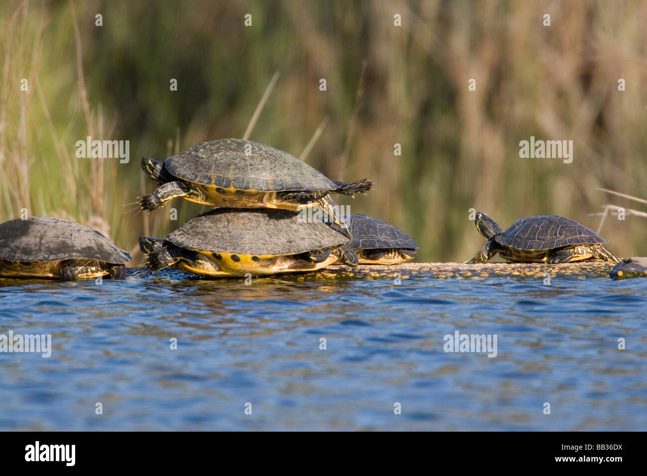 USA - Florida - Turtles lined up at edge of pond, one on top of another ...