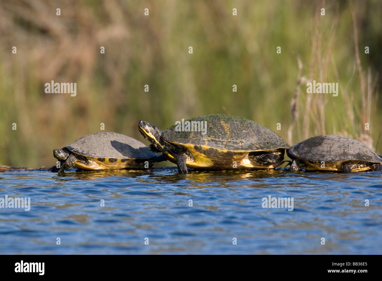 USA - Florida - Turtles lined up at edge of pond Stock Photo - Alamy