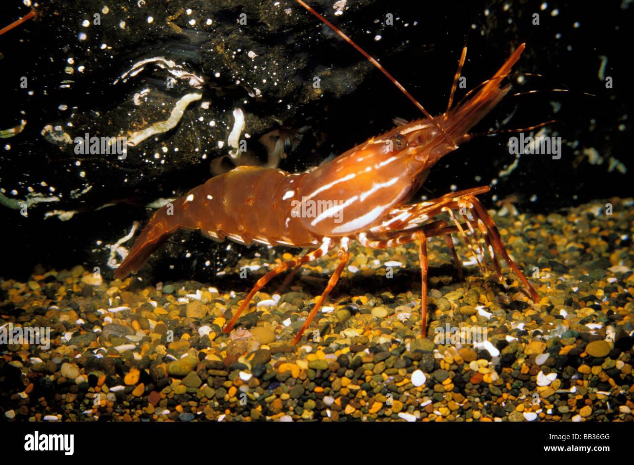 Spot Prawn, or pandalus platyceros Stock Photo - Alamy