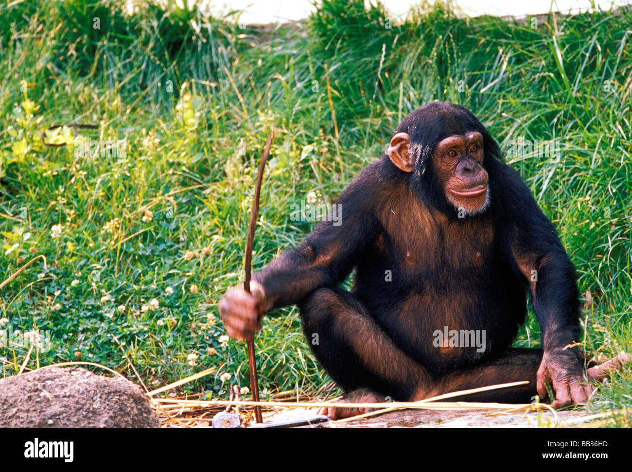Chimpanzee using stick as a tool to obtain sweet reward. Captive, pan ...