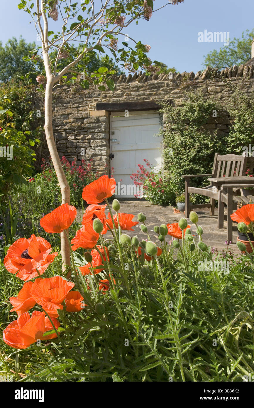 UK. Red poppy flowers Stock Photo - Alamy