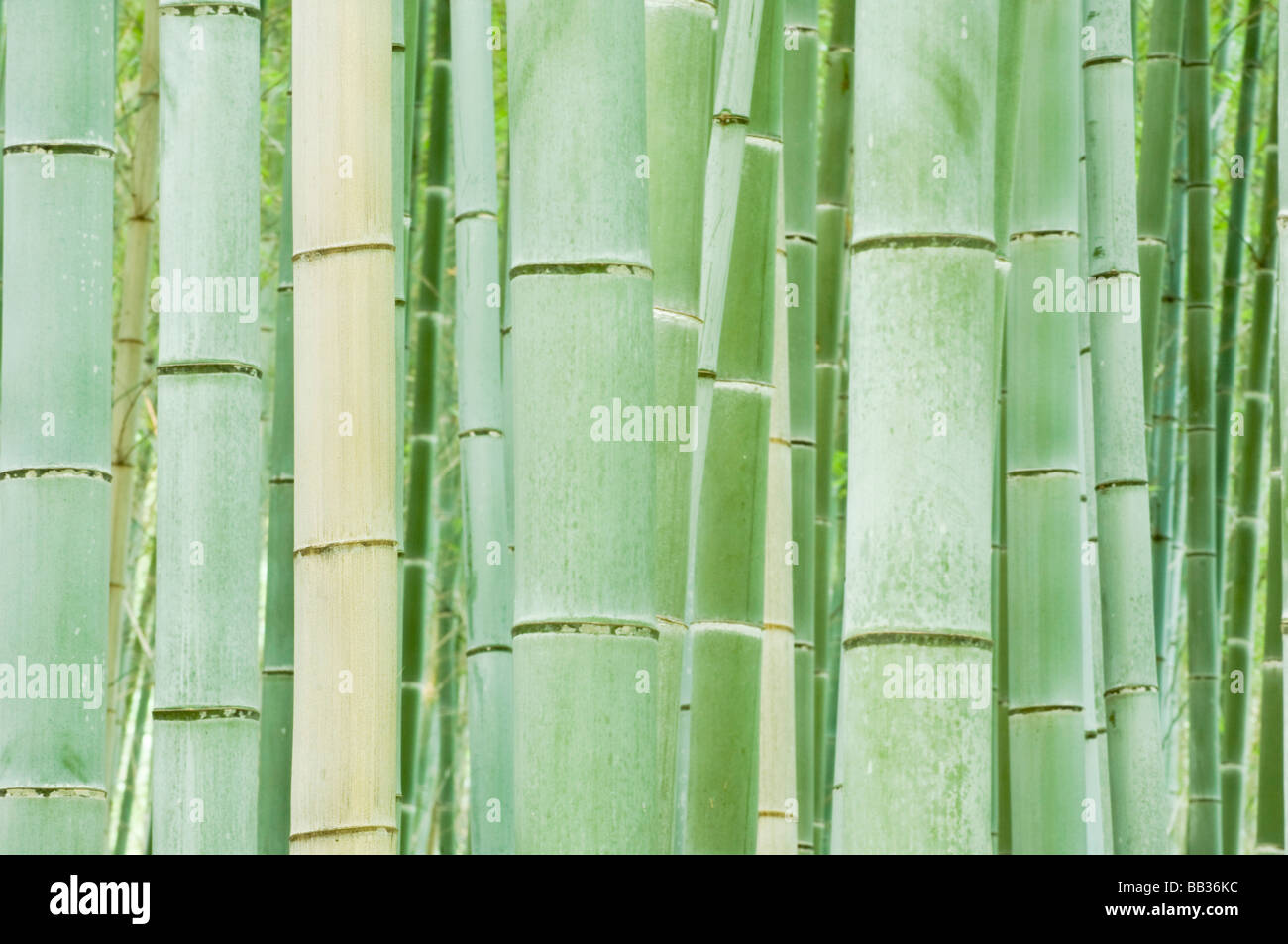 Japan, Kyoto, Arashiyama, Sagano, Bamboo Forest Stock Photo - Alamy