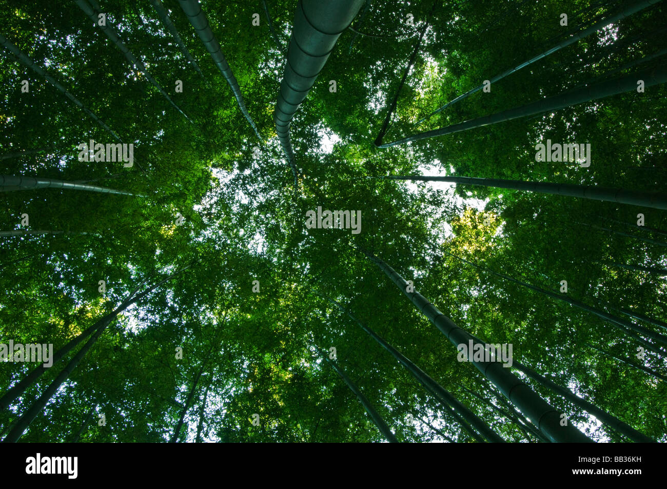 Japan, Kyoto, Arashiyama, Sagano, Bamboo Forest Stock Photo - Alamy