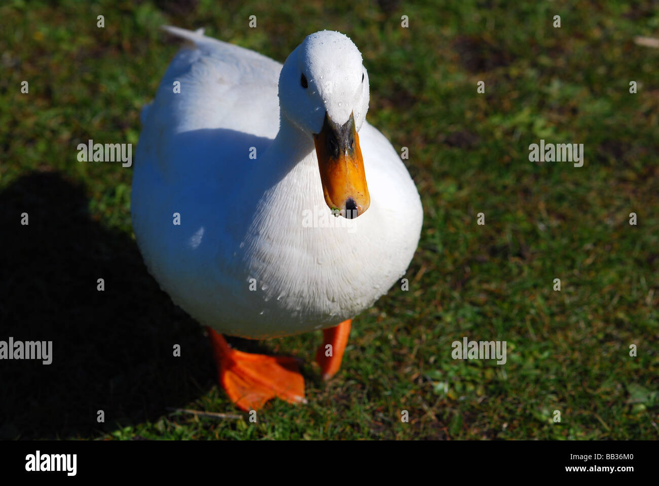 White duck feet hi-res stock photography and images - Alamy