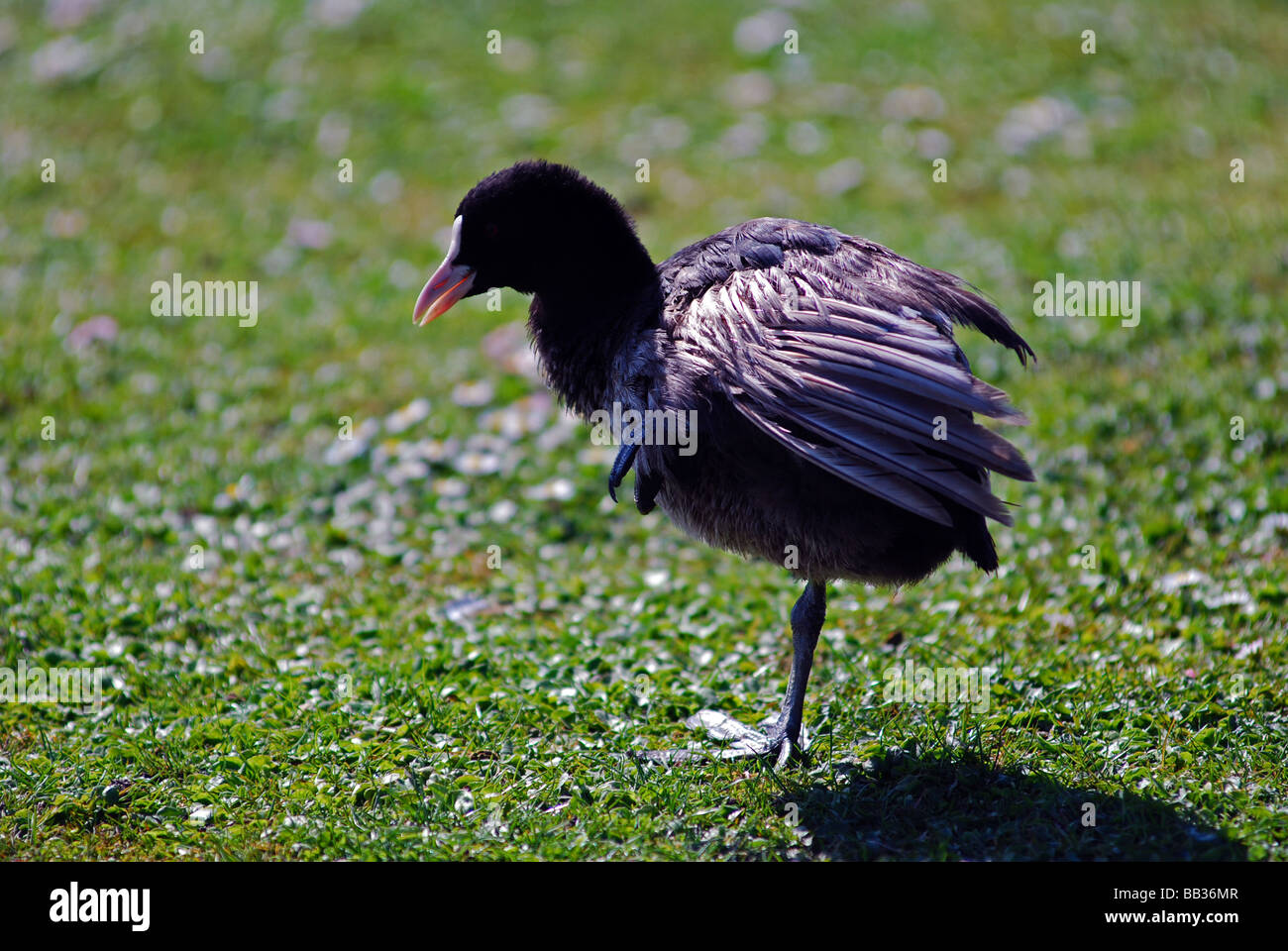 Water hen, standing on one leg Stock Photo - Alamy