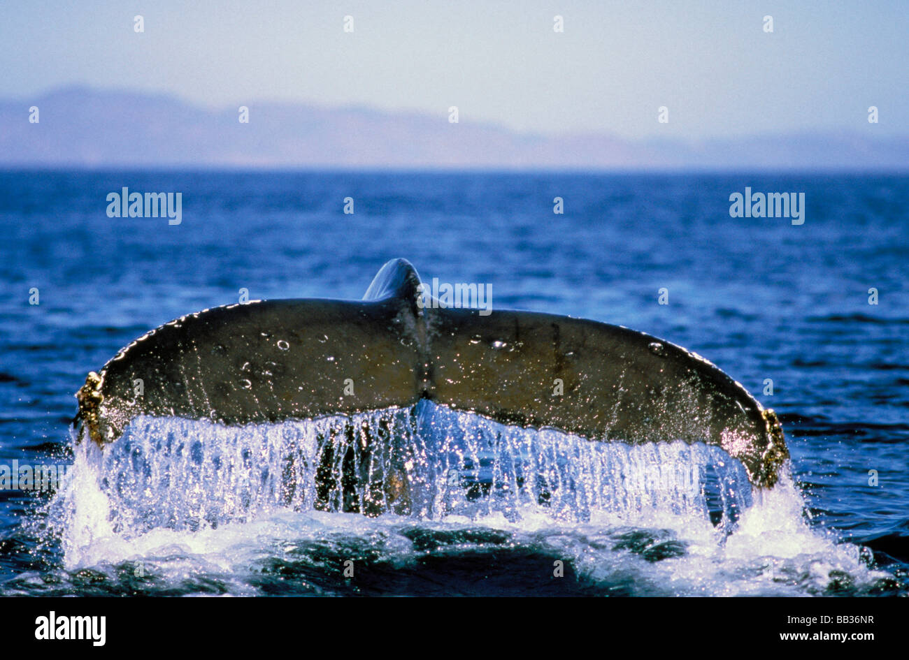 Humpback tail hi-res stock photography and images - Alamy